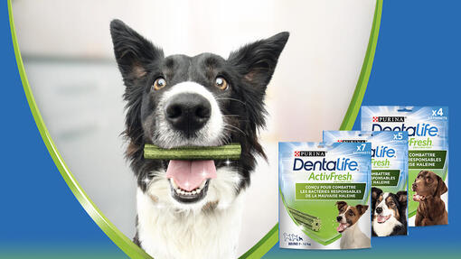 Gamme Dentalife Actifresh - Soins bucco-dentaires pour chien | Purina FR